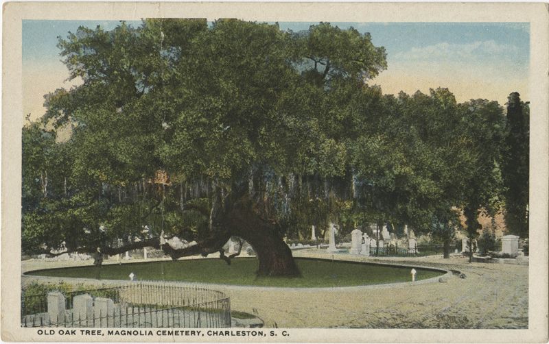 Old Oak Tree, Magnolia Cemetery, Charleston, S.C. - Lowcountry Digital ...