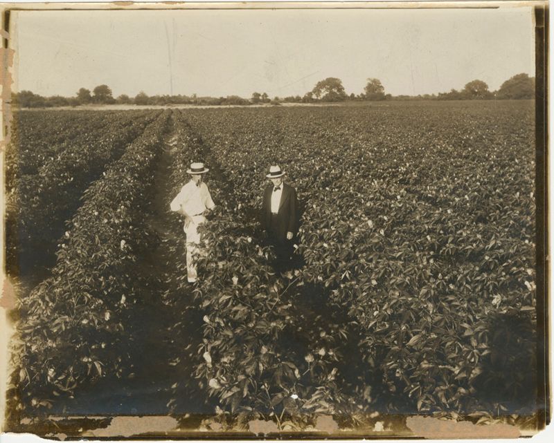 Two Men in Cotton Field - Lowcountry Digital Library Catalog Search